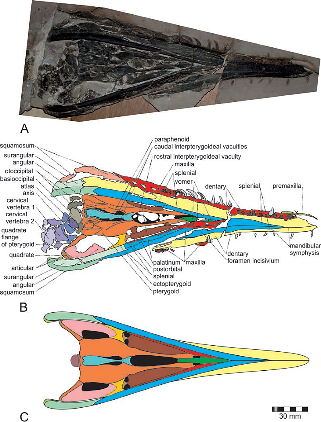 A new polycotylid plesiosaur with extensive soft tissue preservation ...