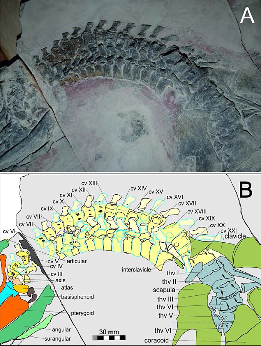 A new polycotylid plesiosaur with extensive soft tissue preservation ...