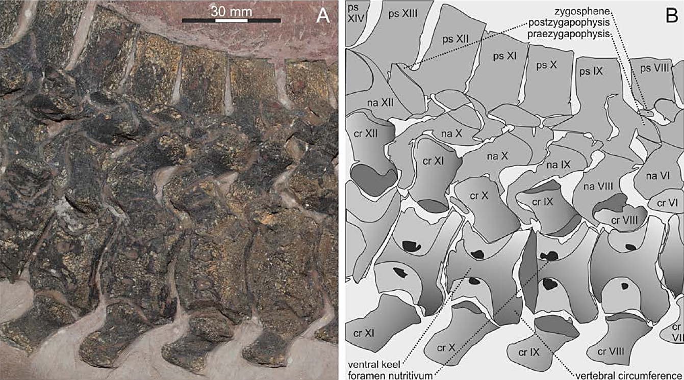 A new polycotylid plesiosaur with extensive soft tissue preservation ...