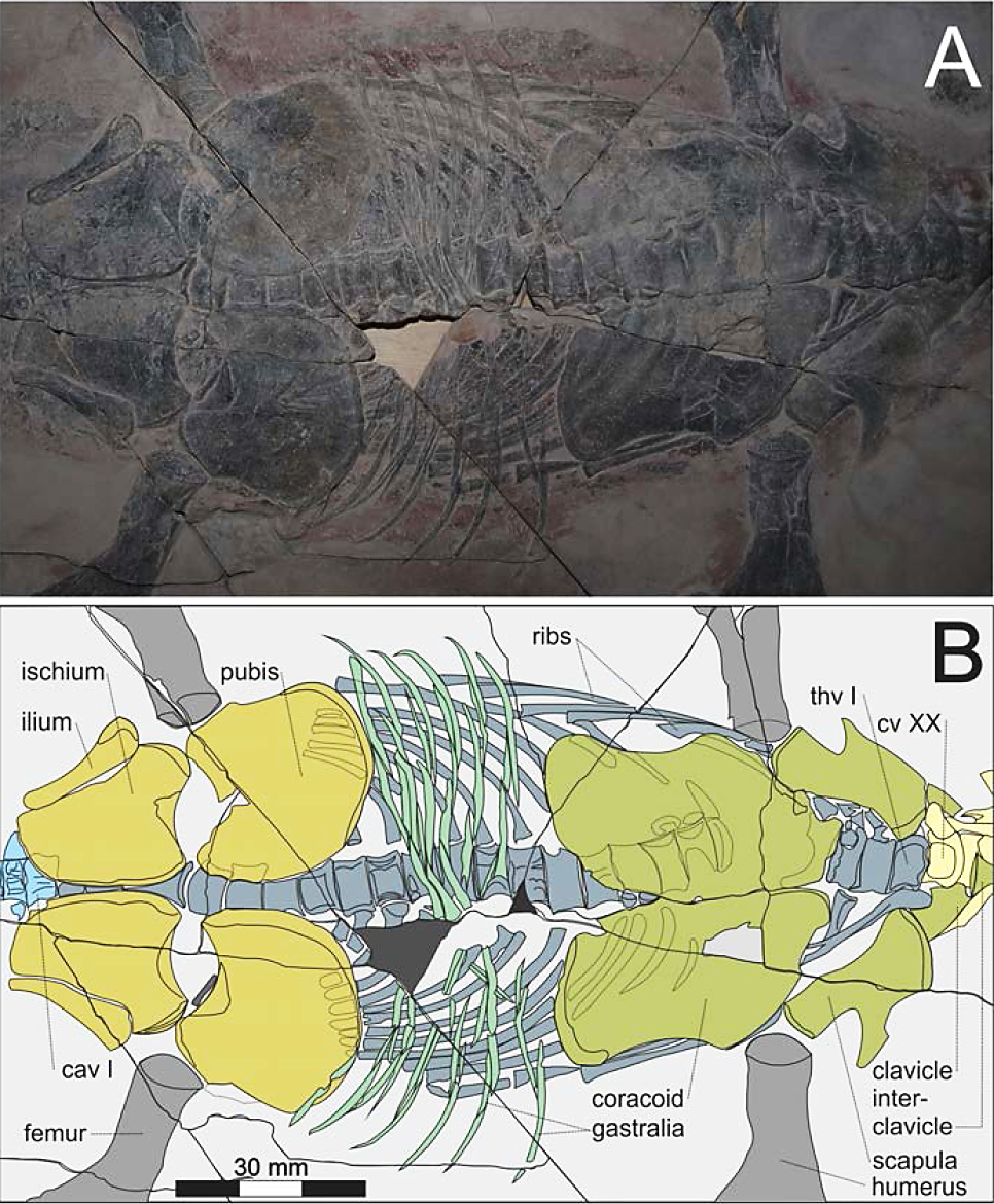 A new polycotylid plesiosaur with extensive soft tissue preservation ...