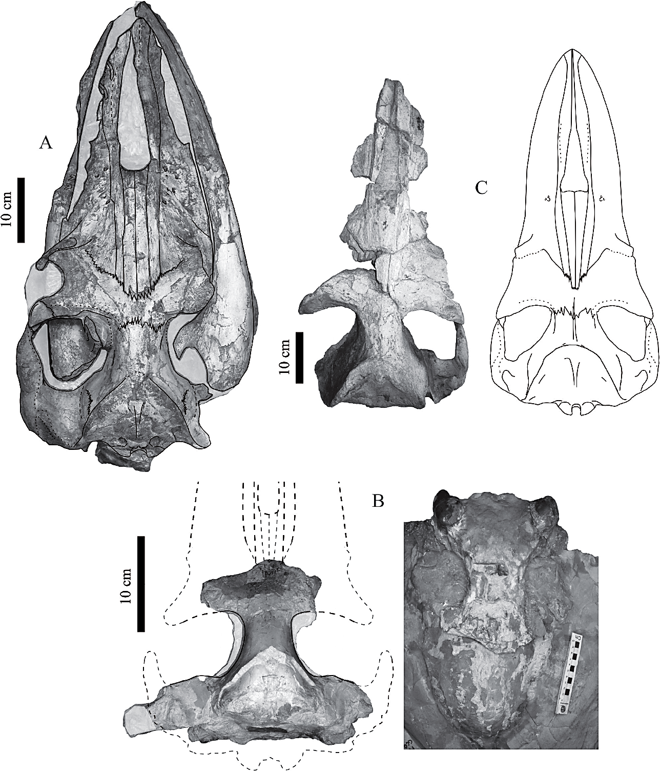 Oligocene cetaceans from Baja California Sur, Mexico