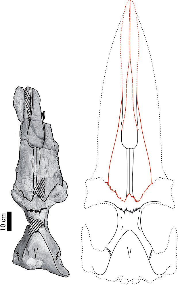 Oligocene cetaceans from Baja California Sur, Mexico