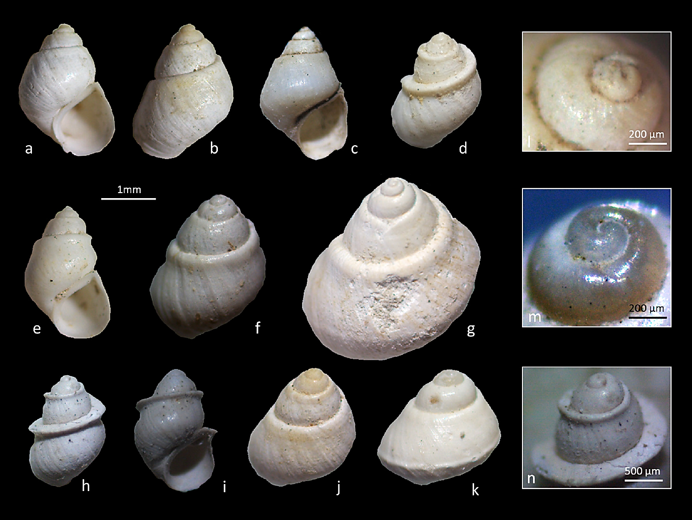 Two new subfossil species of springsnails (Hydrobiidae: Pyrgulopsis ...