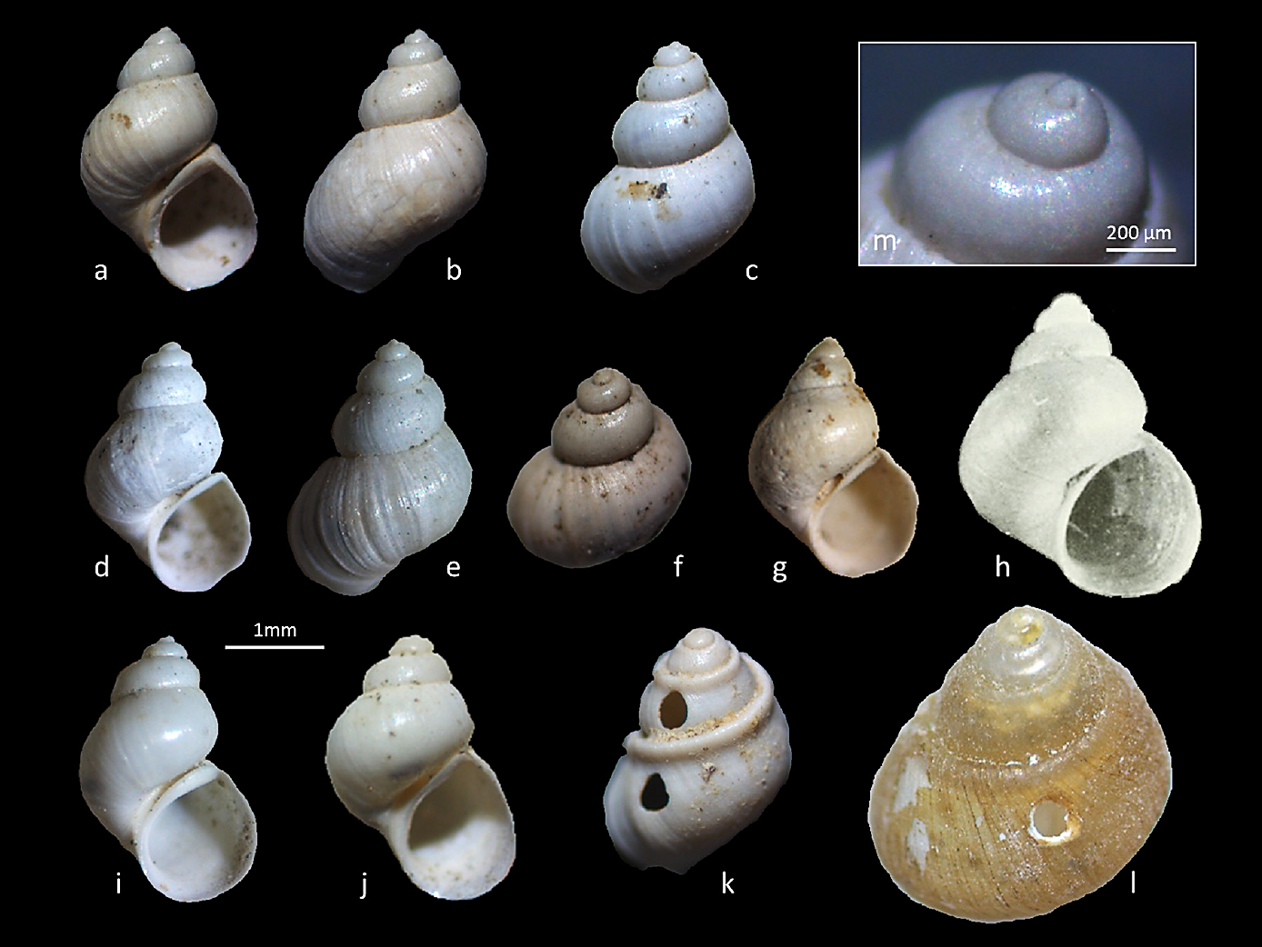 Two new subfossil species of springsnails (Hydrobiidae: Pyrgulopsis ...