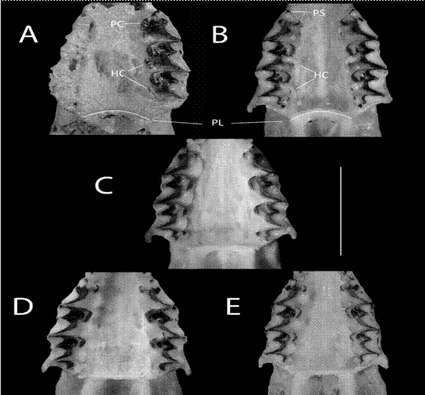 Musarañas del género Cryptotis (Eulipotyphla: Soricidae) en el ...