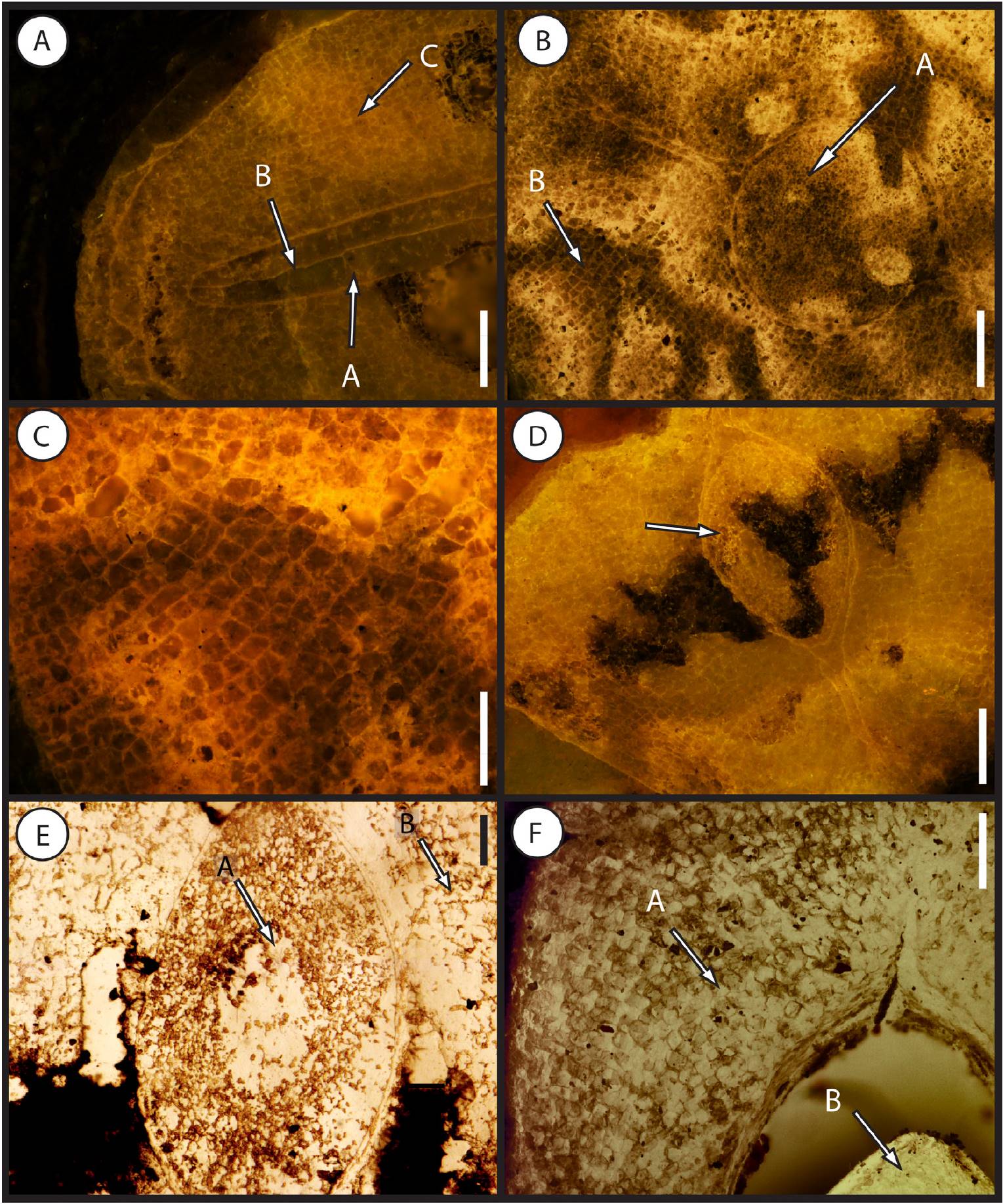 New records of Humiriaceae fossil fruits from the Oligocene and Early ...