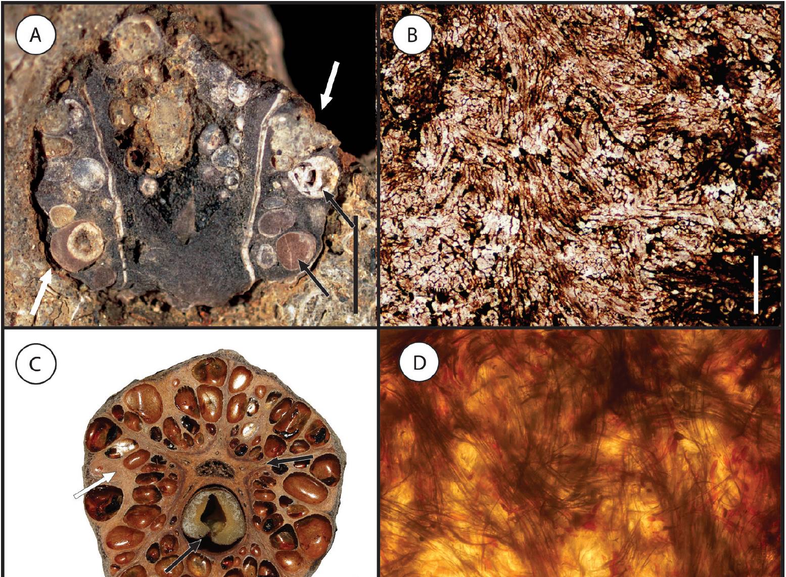 New records of Humiriaceae fossil fruits from the Oligocene and Early ...