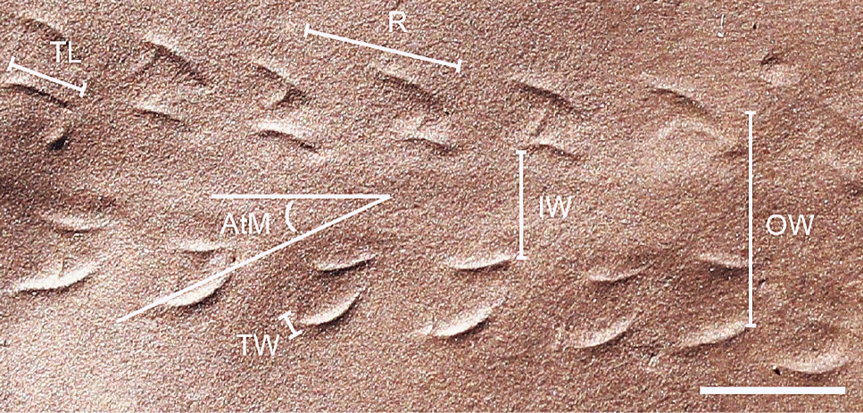 Revision of the Early Jurassic arthropod trackways Camurichnus and Hamipes