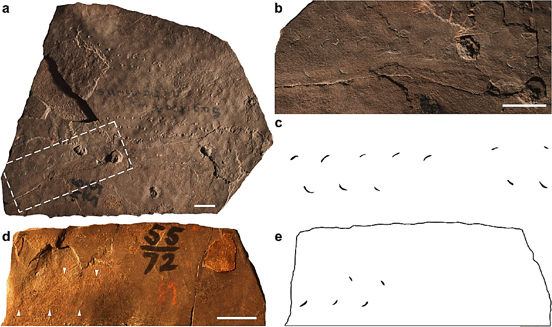 Revision of the Early Jurassic arthropod trackways Camurichnus and Hamipes