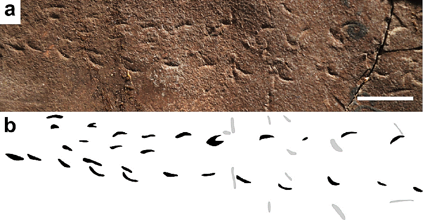 Revision of the Early Jurassic arthropod trackways Camurichnus and Hamipes