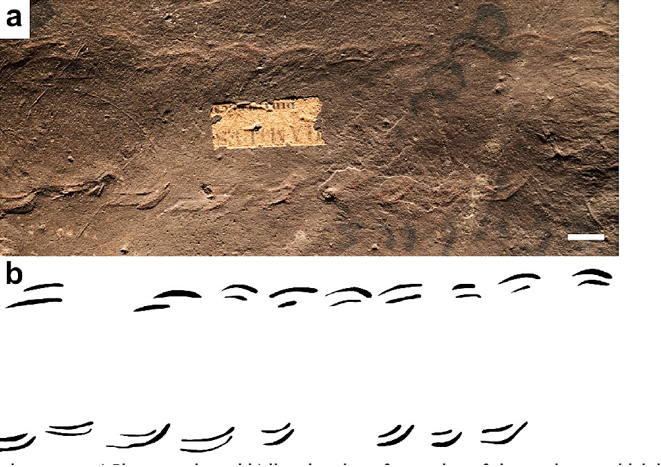 Revision of the Early Jurassic arthropod trackways Camurichnus and Hamipes