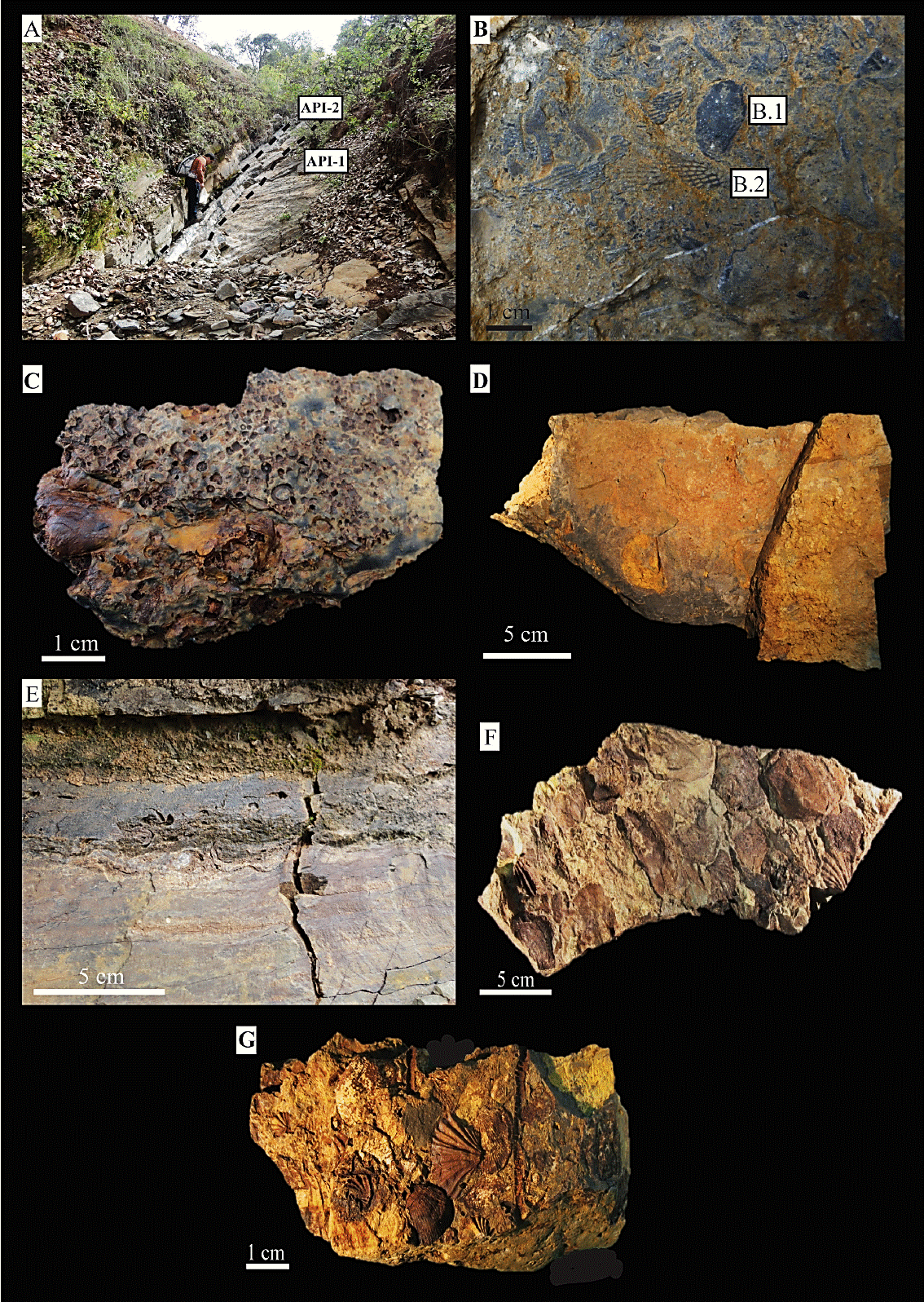 Implicaciones ambientales de las trazas fósiles de la Formación ...