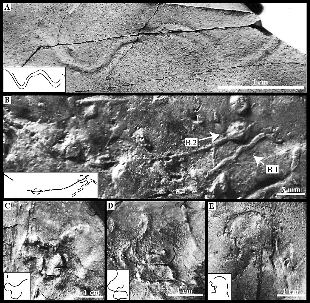 Implicaciones ambientales de las trazas fósiles de la Formación ...
