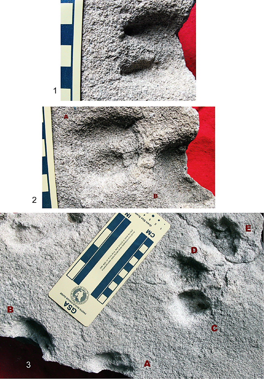 The Oldest Camel Footprints from Mexico