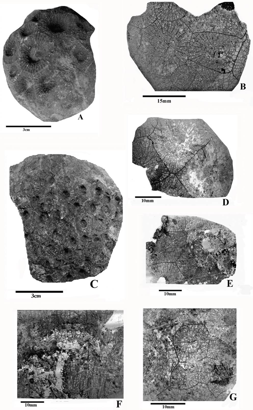 First report of the rugose coral Hexagonaria davidsoni from the ...