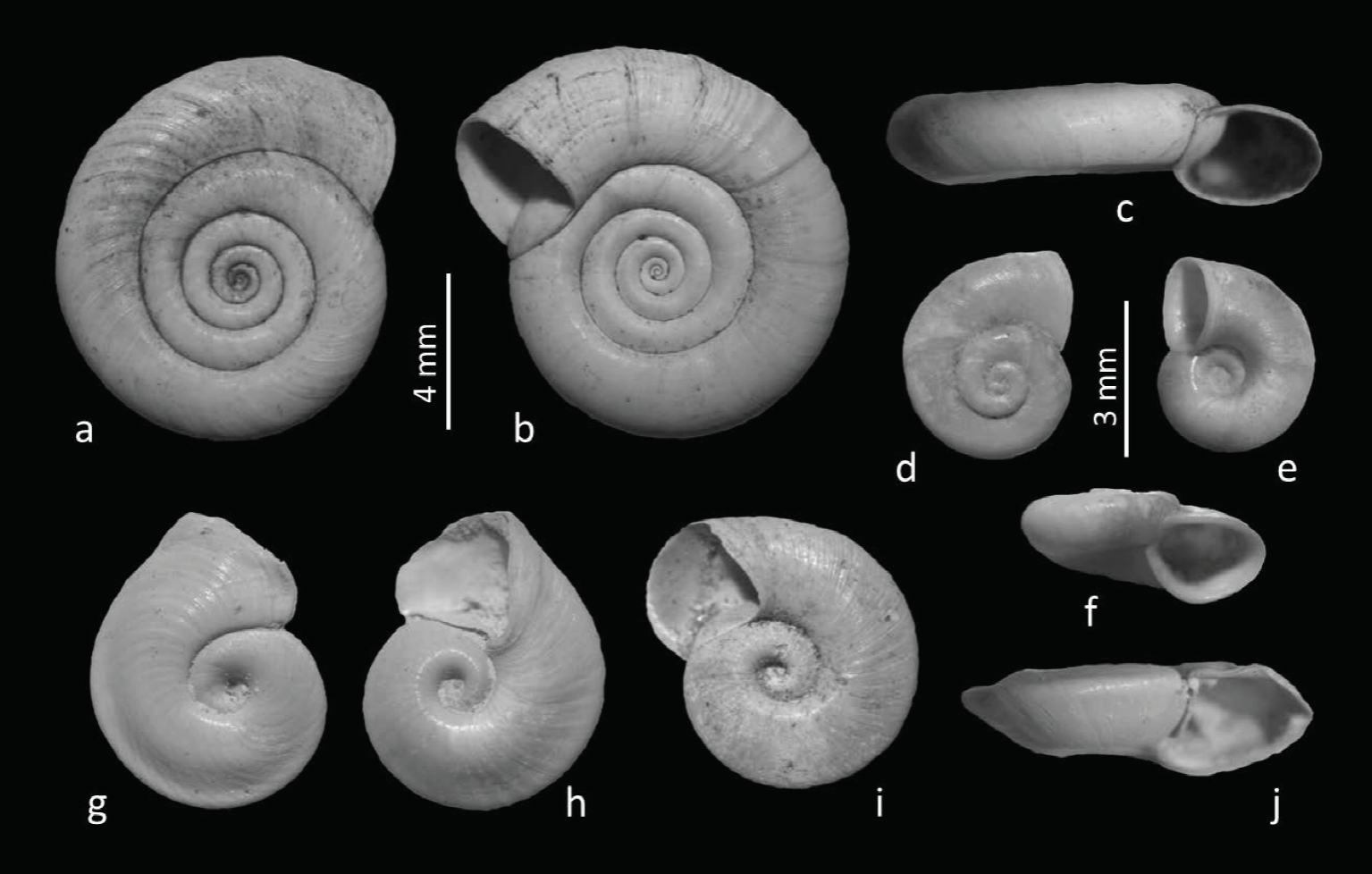 Fossil freshwater gastropods from northern Mexico - A case of a “silent ...