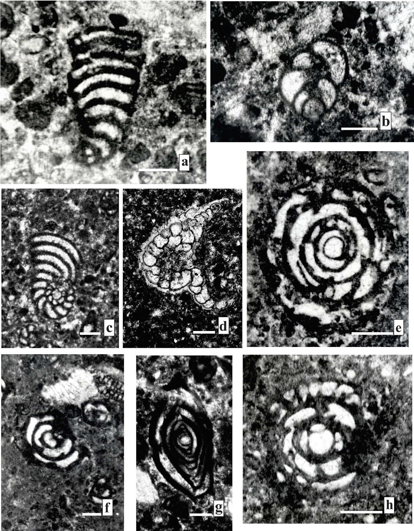Mid-late Cenomanian larger benthic foraminifers from the El Abra ...