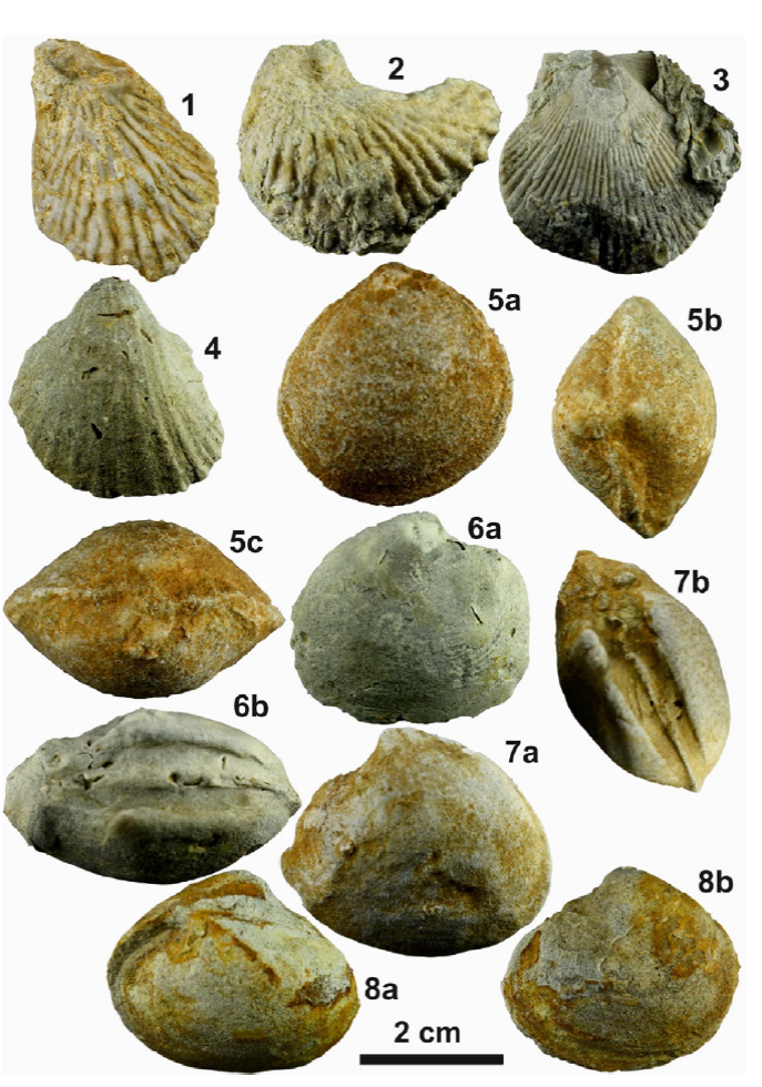 Systematic paleontology and taphonomic studies of Ypresian mollusks at ...