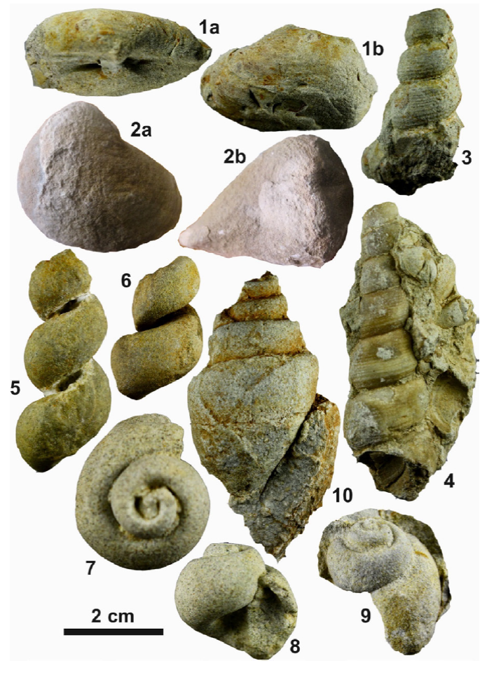 Systematic paleontology and taphonomic studies of Ypresian mollusks at ...