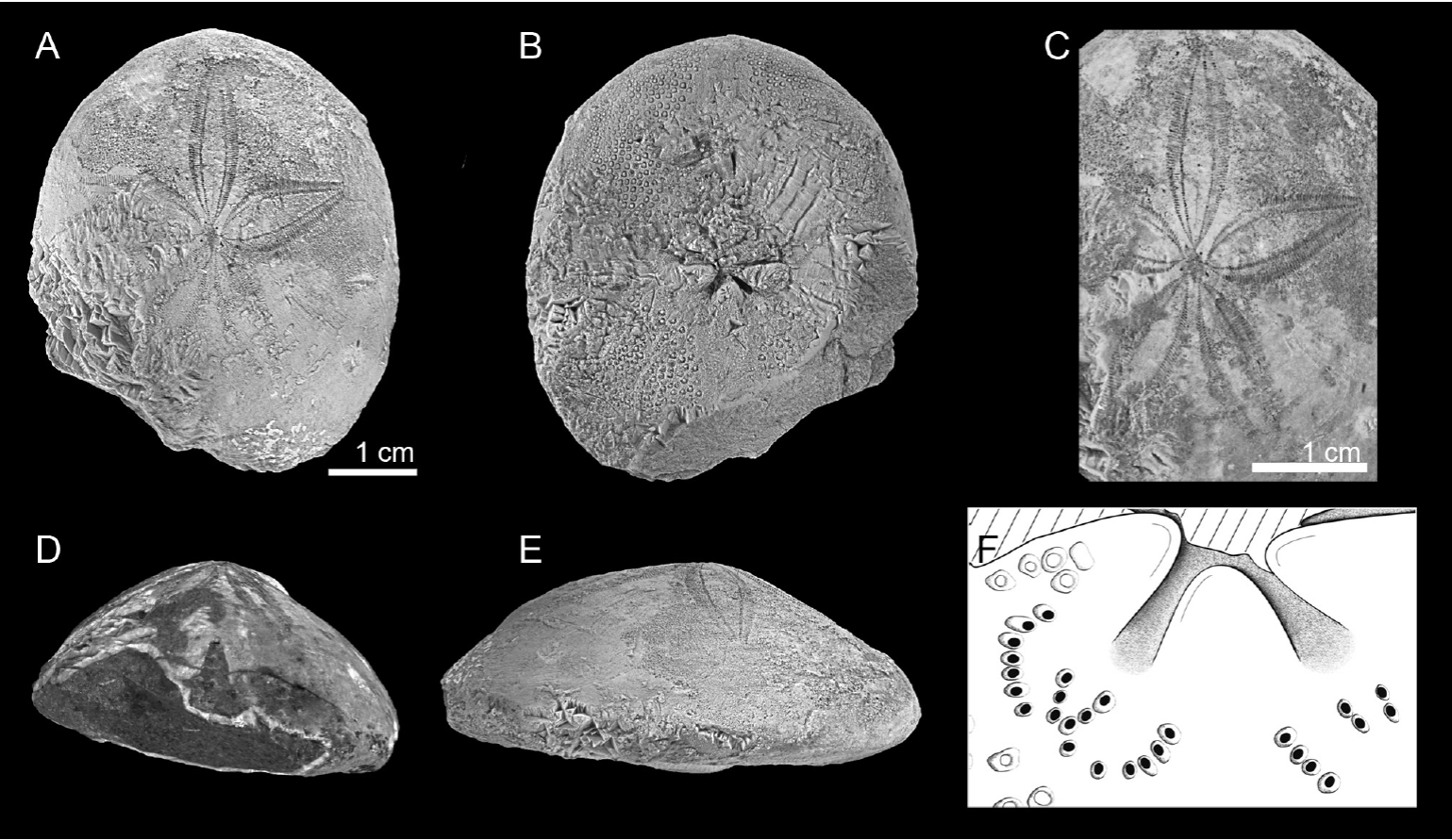 Clypeasteroids (Echinodermata: Echinoidea) From the Cretaceous In Mexico?