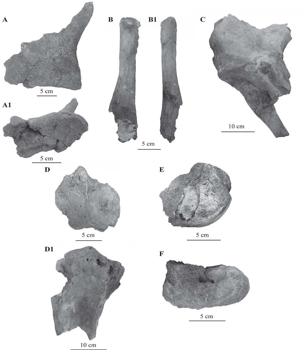 Taxonomía y hábito alimentario de ejemplares de Mammuthus columbi ...