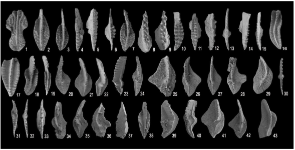 Late Devonian (Famennian) conodonts from Baqer-Abad section, northeast ...