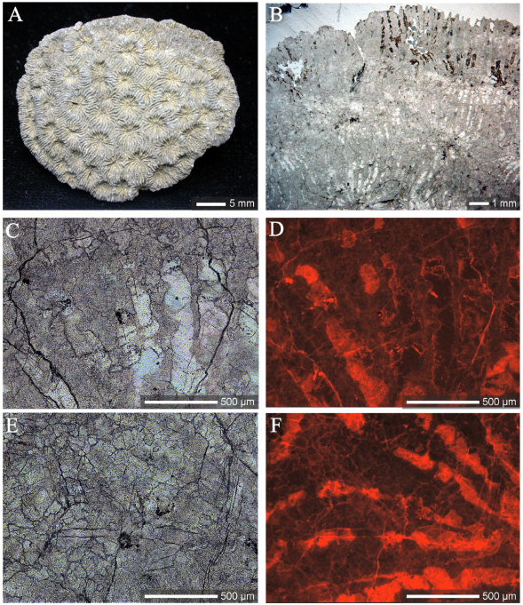 Late Triassic scleractinian corals from Nayband Formation, southwest ...