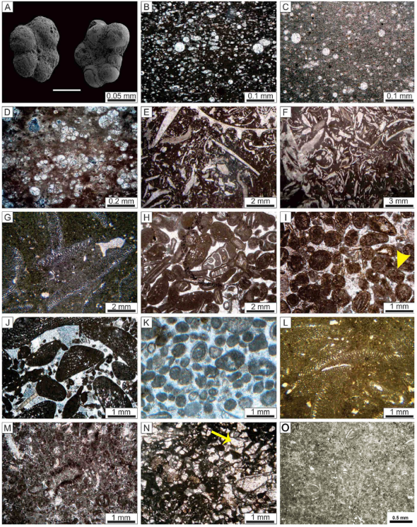 Palaeoenvironmental reconstruction and sequence stratigraphy of the ...