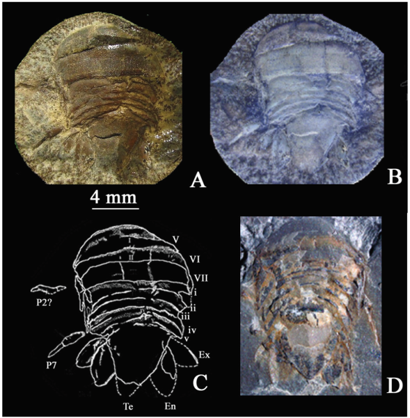 Crustacea (Isopoda, Anomura, Brachyura) from the Cretaceous of Soh area ...