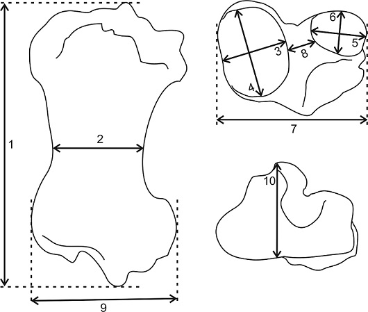 A new record of Paramylodon harlani (Owen 1840) (Xenarthra, Pilosa ...