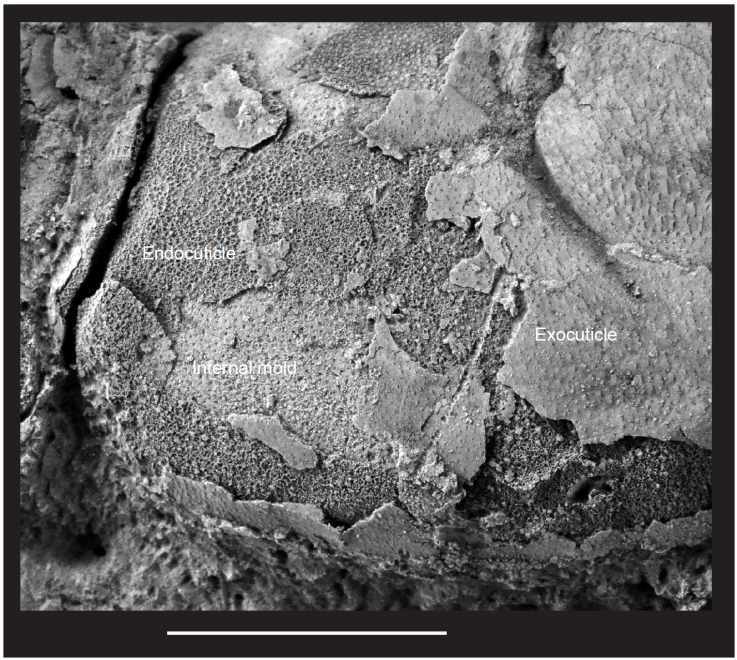 New nephropid lobster (Decapoda: Astacidea) from the late Campanian of ...