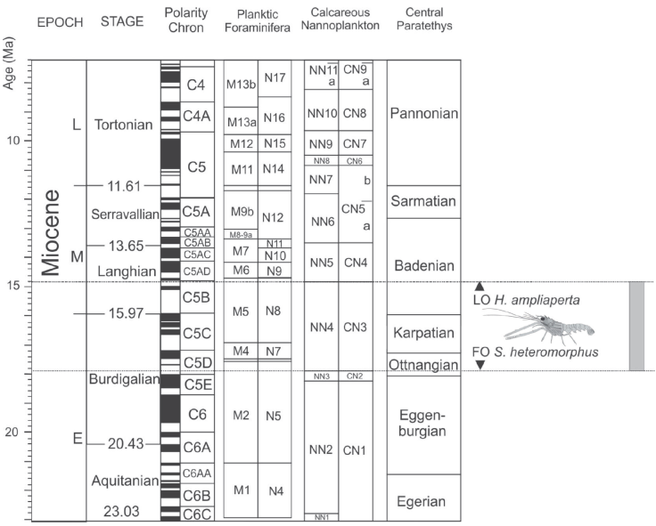 A new deepwater lobster, Metanephrops serendipitus sp. nov. (Crustacea ...