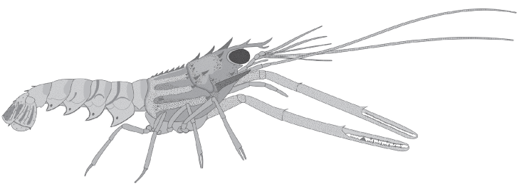 A new deepwater lobster, Metanephrops serendipitus sp. nov. (Crustacea ...