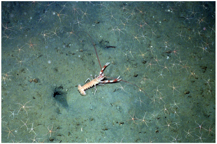 A new deepwater lobster, Metanephrops serendipitus sp. nov. (Crustacea ...