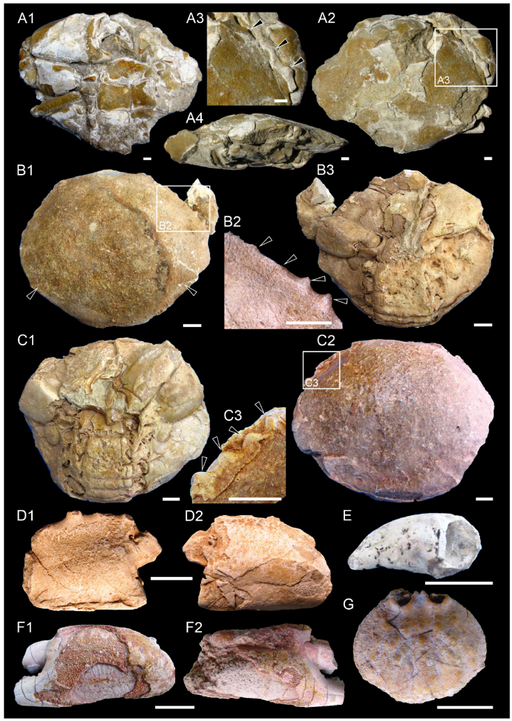 Decapod crustaceans from the lower Miocene Qom Formation of the Isfahan ...