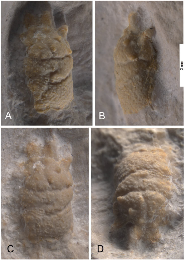 A new genus of prosopid crabs (Decapoda: Brachyura: Dromiacea) from the ...