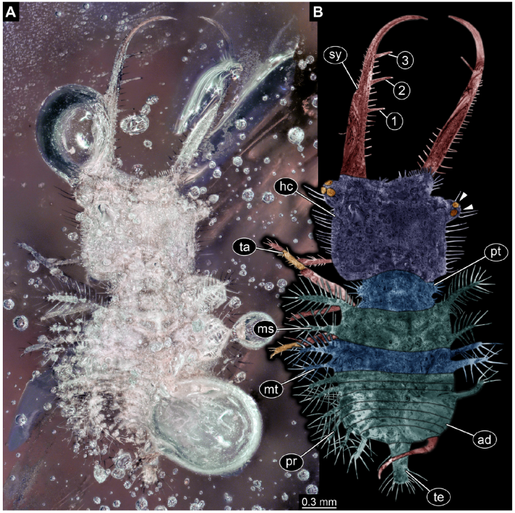 An owlfly larva preserved in Mexican amber and the Miocene record of ...