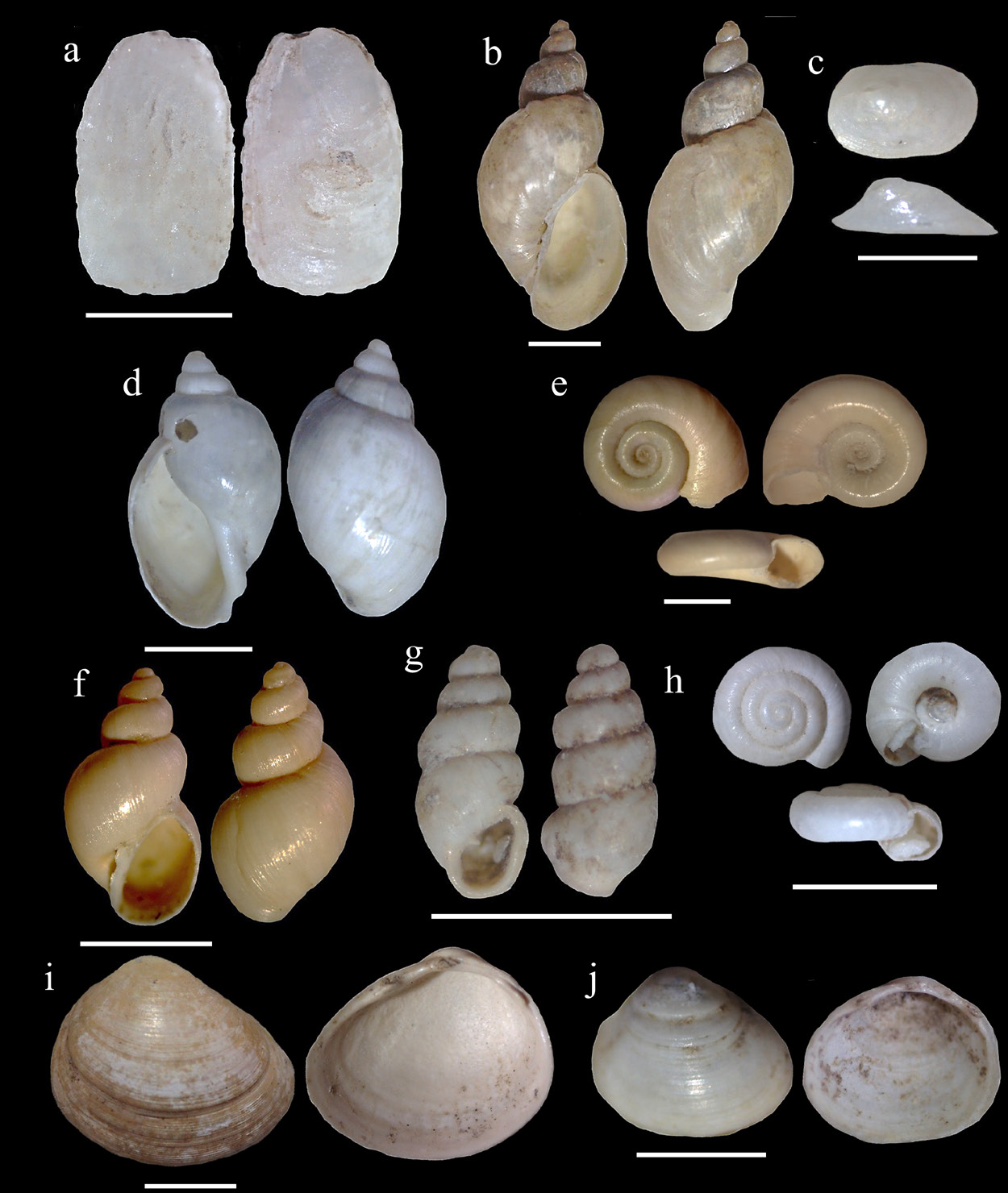 New record of mollusks from the El Molino mammoth site, Parras ...
