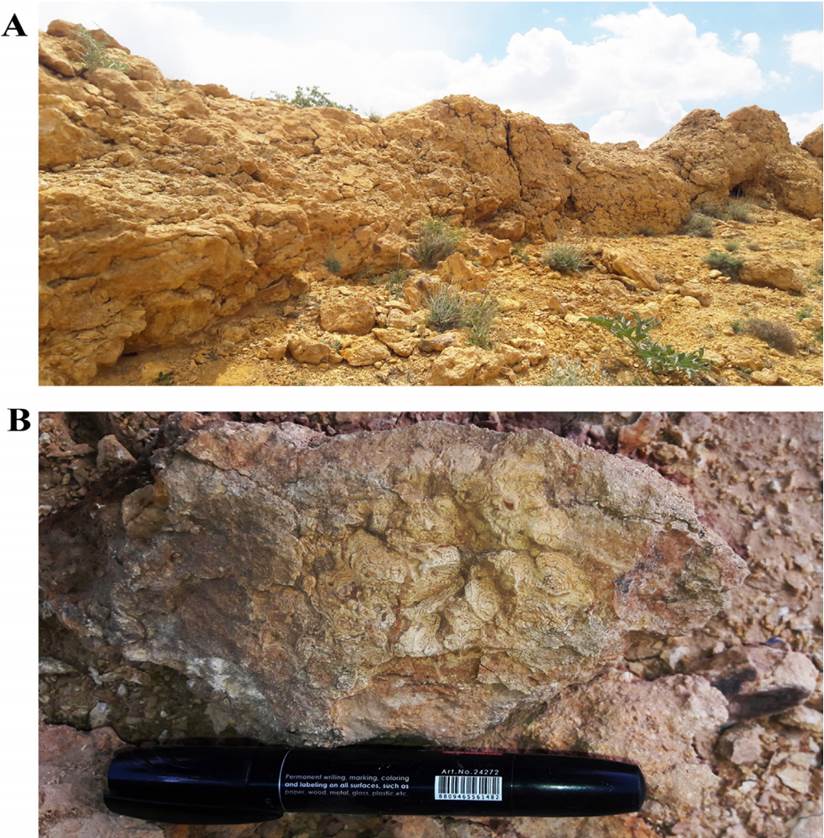 Paleoecology of Lower Miocene coralline red algae-rich grainstone ...