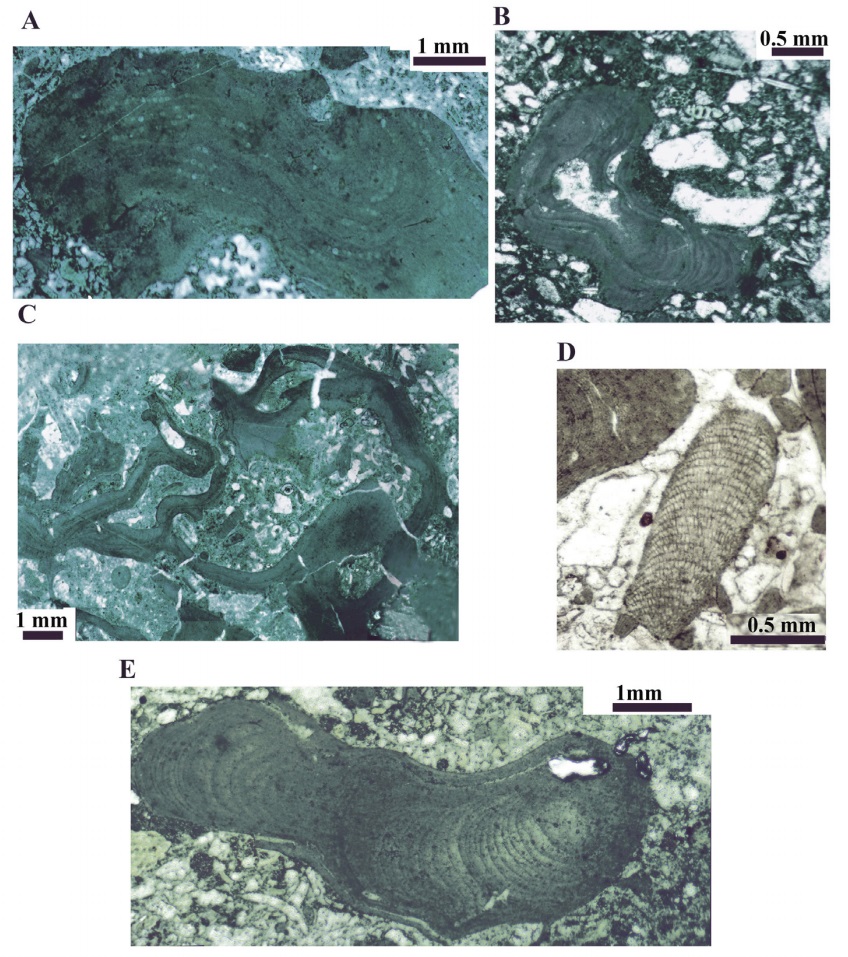 Paleoecology of Lower Miocene coralline red algae-rich grainstone ...
