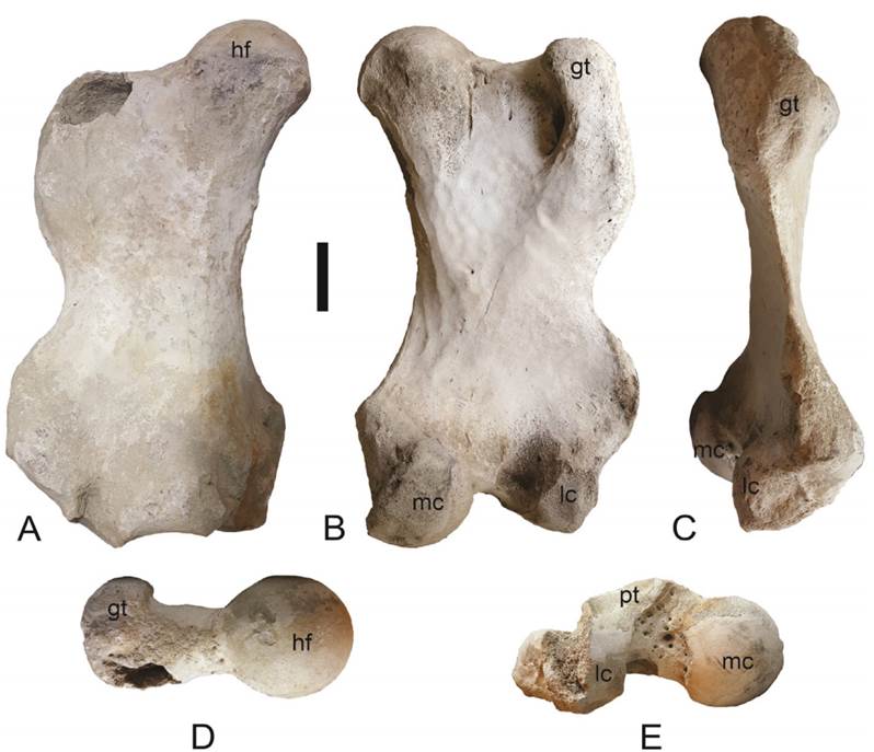 A new specimen of Eremotherium laurillardi (Xenarthra, Megatheriidae ...