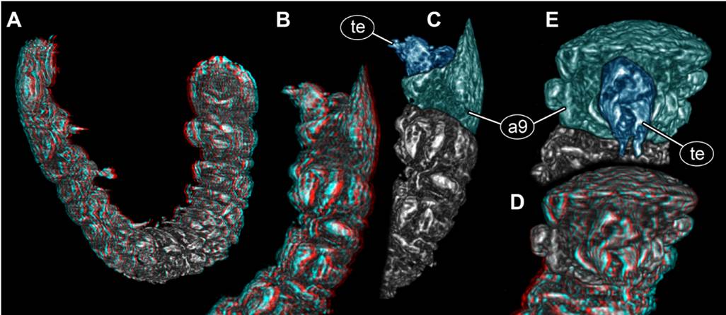 A small beetle larva preserved in 23-million-year-old Mexican amber ...