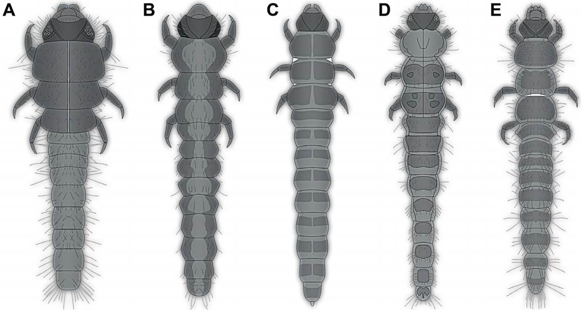 A small beetle larva preserved in 23-million-year-old Mexican amber ...