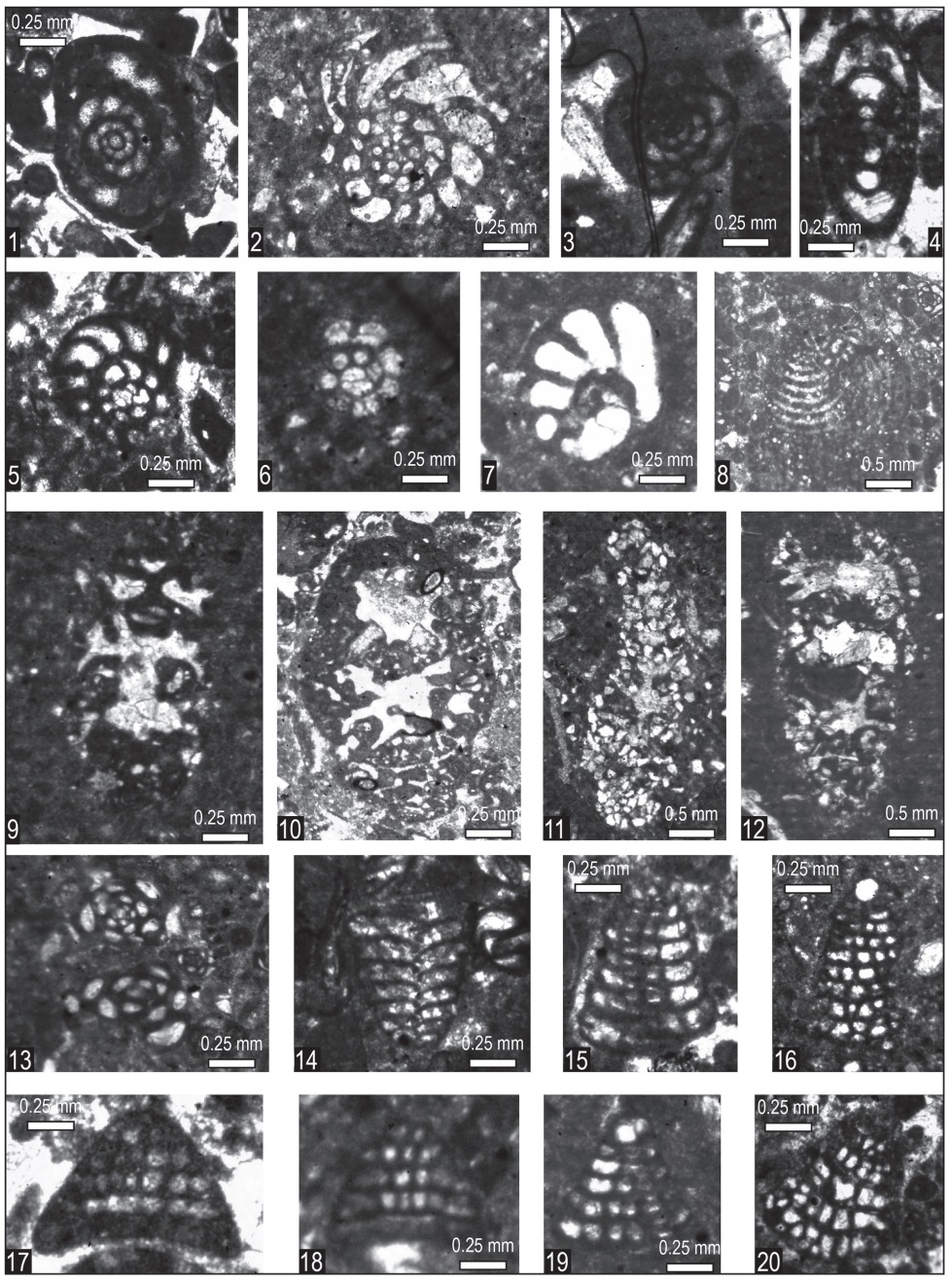 Microbiostratigraphy, microfacies analysis and lateral basin evolution ...