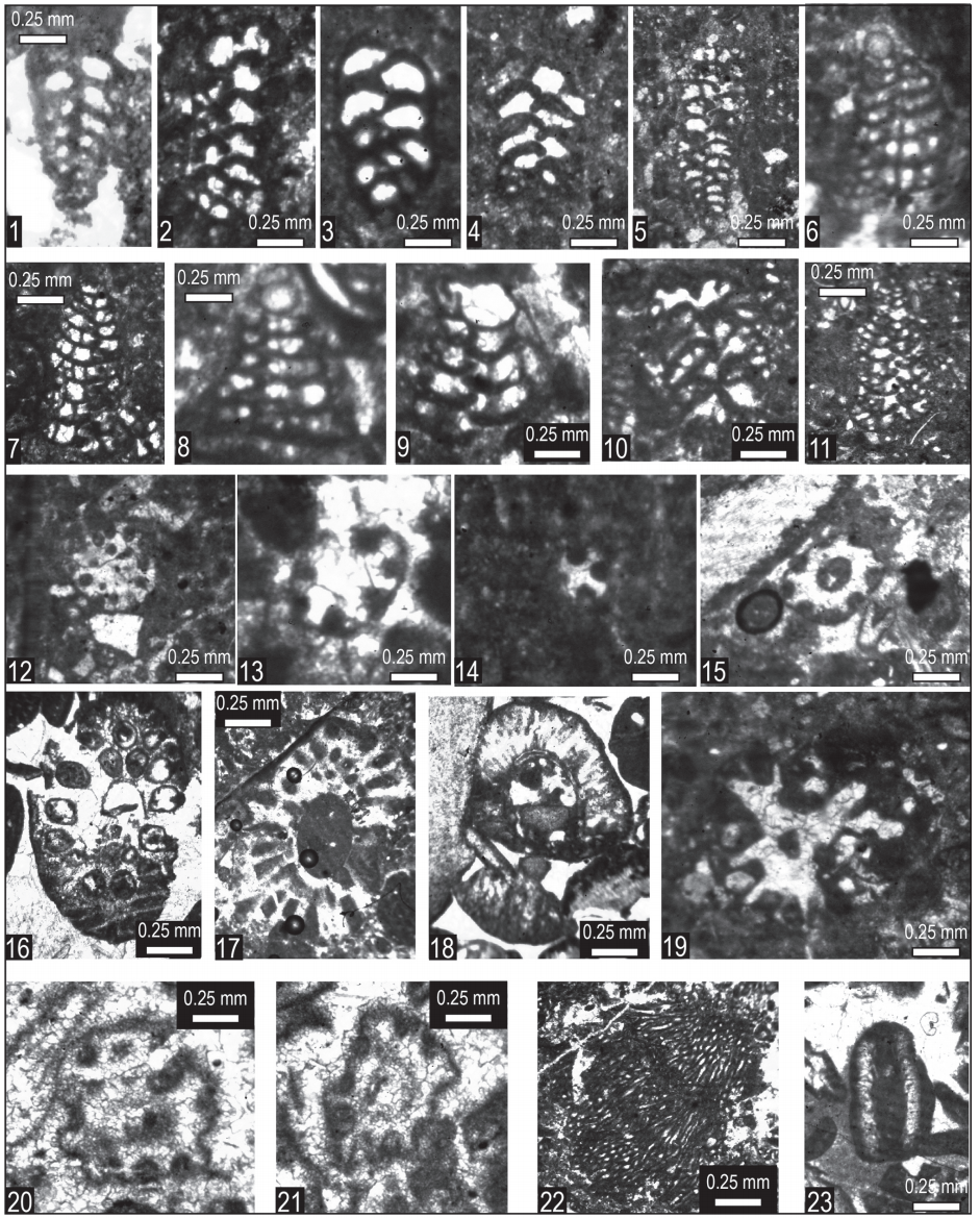 Microbiostratigraphy, microfacies analysis and lateral basin evolution ...