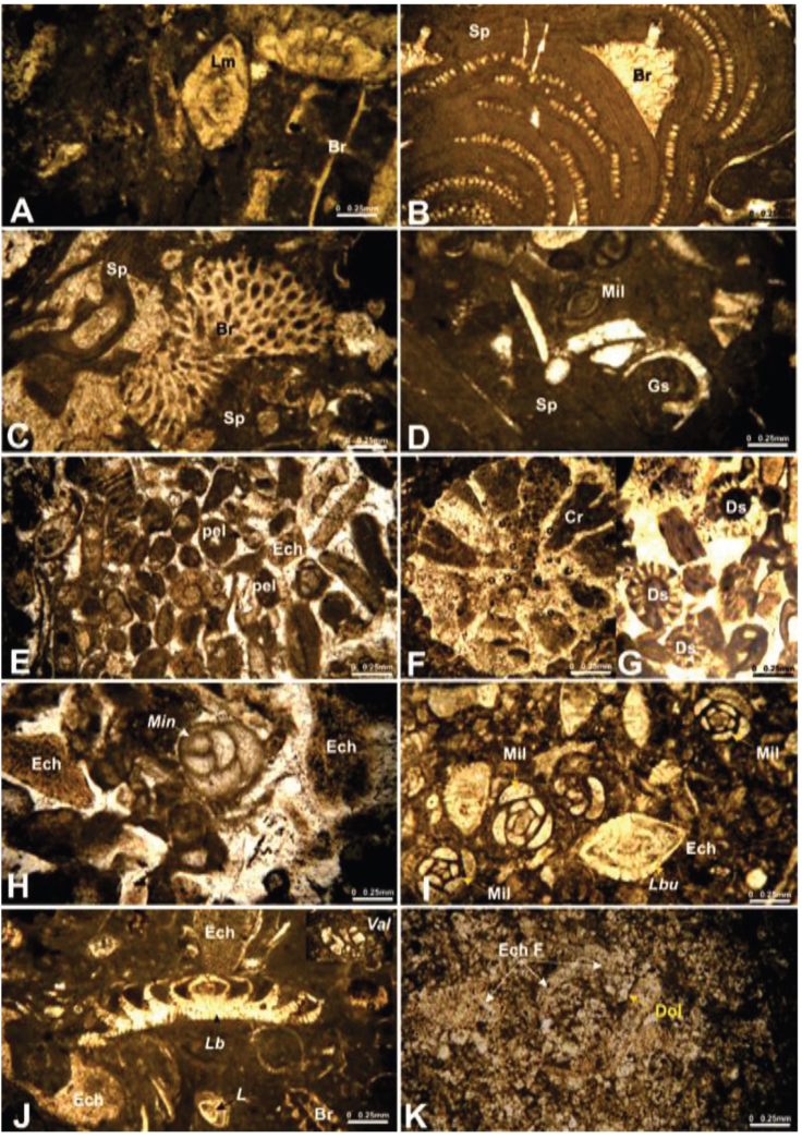 Laffitteina from the Maastrichtian-Thanetian shallow marine carbonates ...