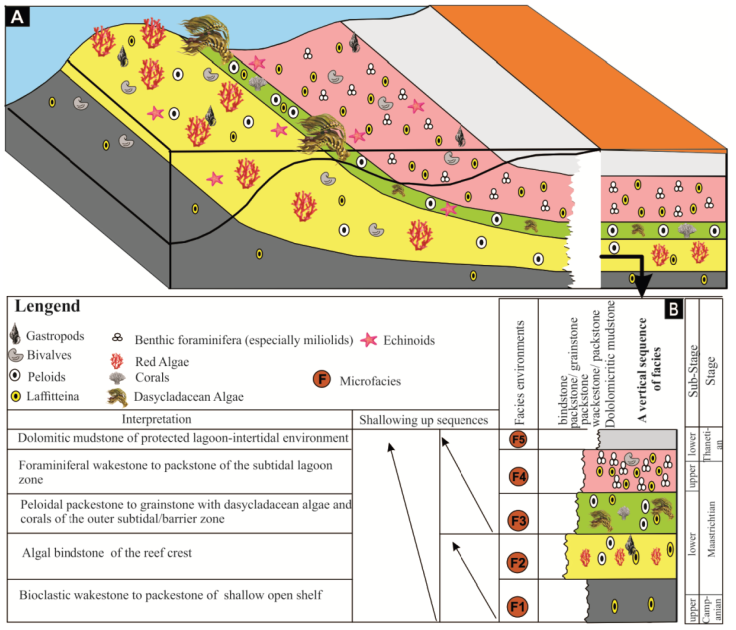 Laffitteina from the Maastrichtian-Thanetian shallow marine carbonates ...