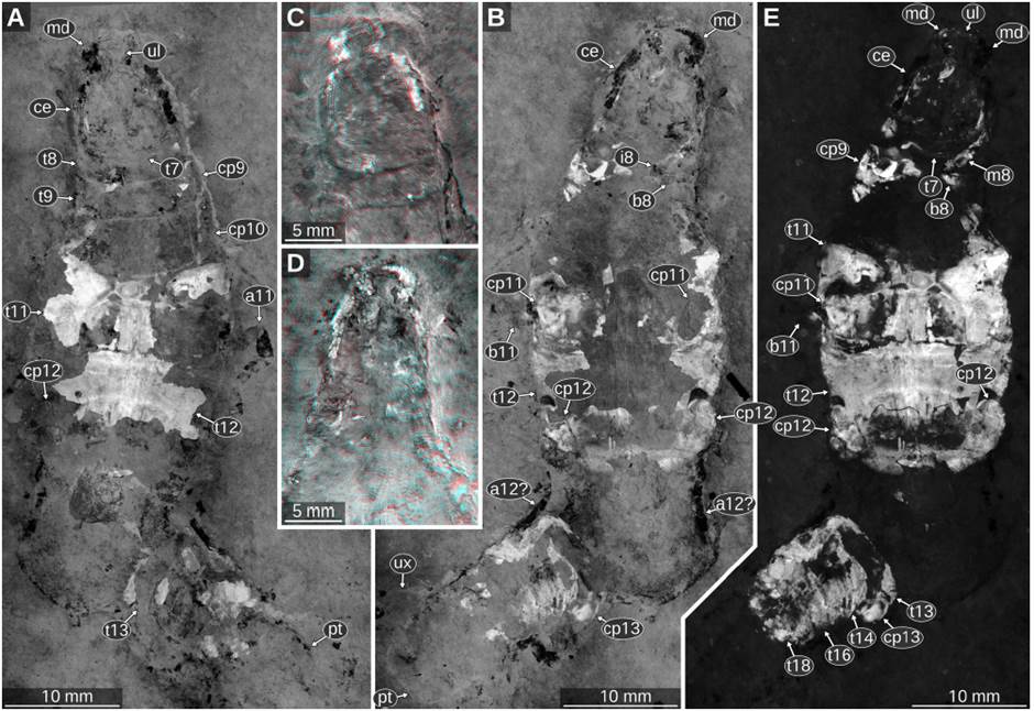 Fossil relatives of extant parasitic crustaceans from the Mesozoic of ...