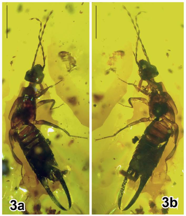 New taxa of earwigs (Dermaptera: Spongiphoridae: Spongiphorinae) in ...