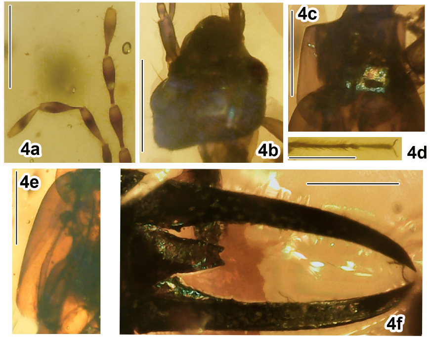 New taxa of earwigs (Dermaptera: Spongiphoridae: Spongiphorinae) in ...